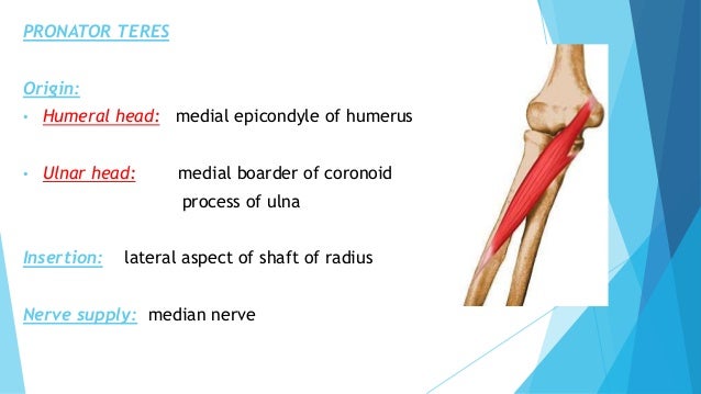 Pronator Teres Origin And Insertion Anterior Forearm Muscles | Anatomy