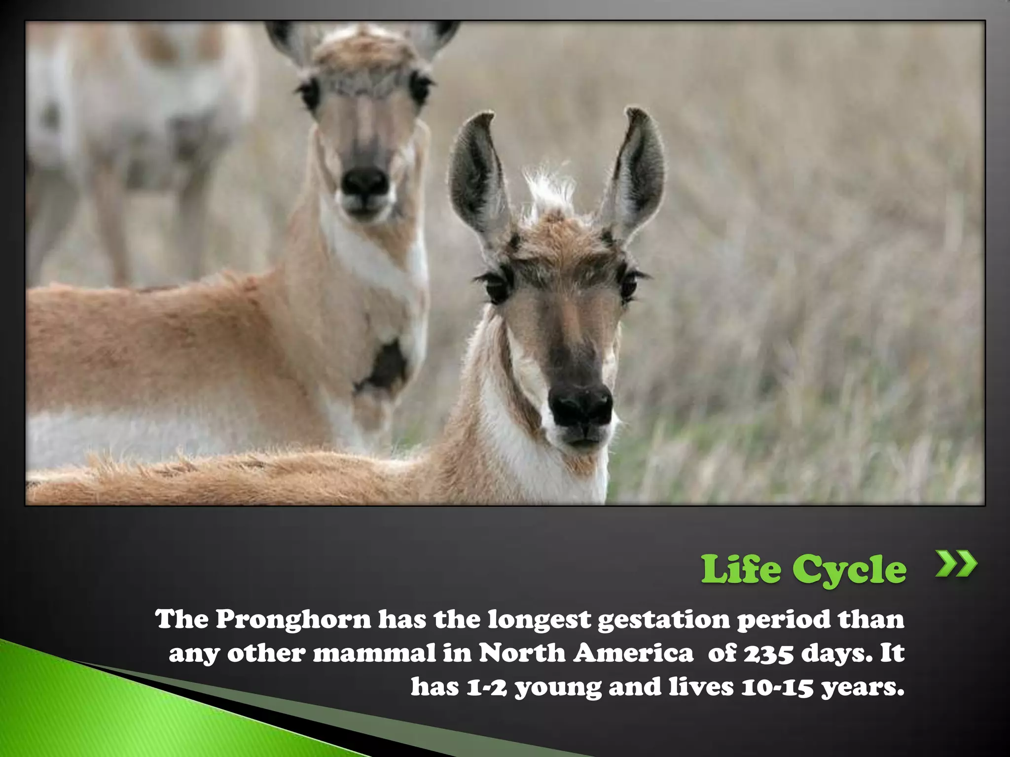 Pronghorn , Antelope | PPTX