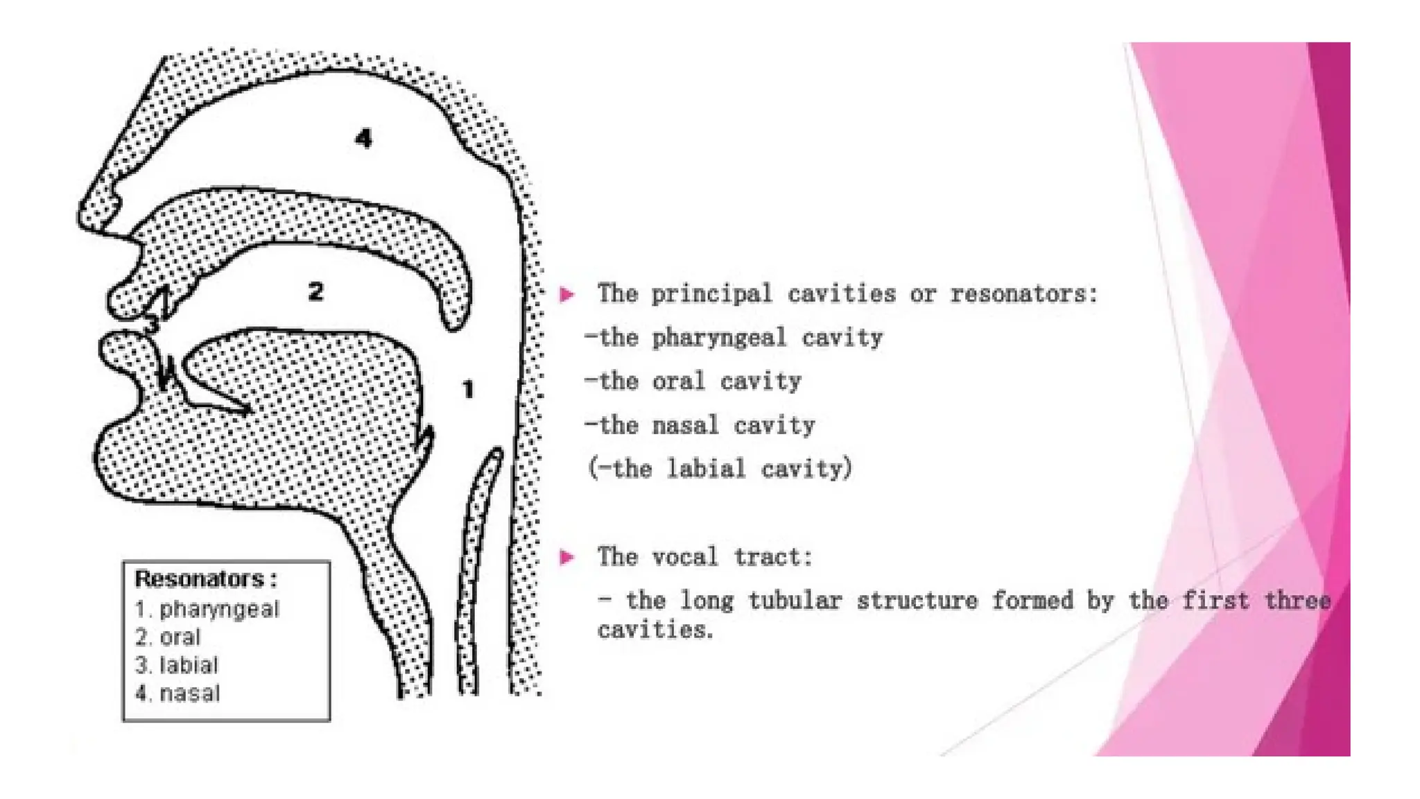 An Introduction in Basic Pronunciation Learning.pptx