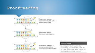 Proofreading Mechanisms & Mismatch Repair.pptx