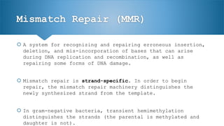 Proofreading Mechanisms & Mismatch Repair.pptx