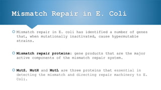 Proofreading Mechanisms & Mismatch Repair.pptx