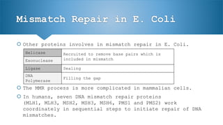 Proofreading Mechanisms & Mismatch Repair.pptx