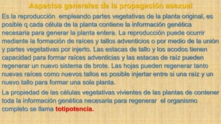 propagacion asexual | PPTX