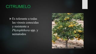 PROPAGACION 5 CLASE.pptx