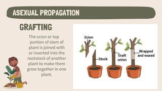 PROPAGATING plants.pptx