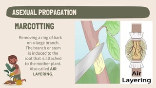 PROPAGATING plants.pptx
