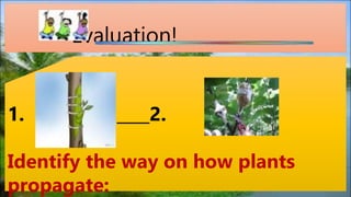 Grade 6 Agriculture Plant Propagation.pptx