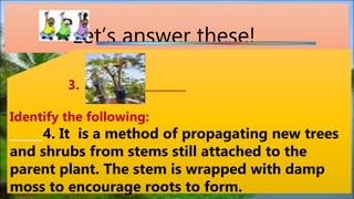 Grade 6 Agriculture Plant Propagation.pptx