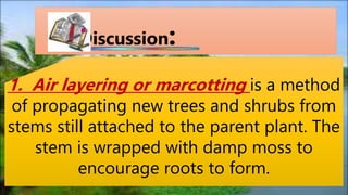 Grade 6 Agriculture Plant Propagation.pptx