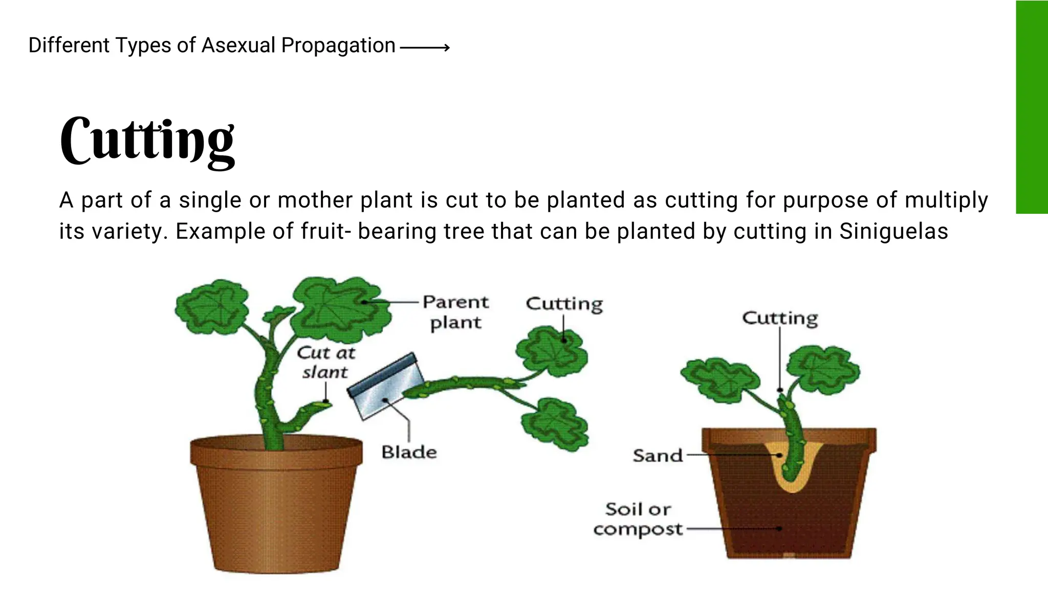 Propagating Trees & Fruit-Bearing Trees.pptx