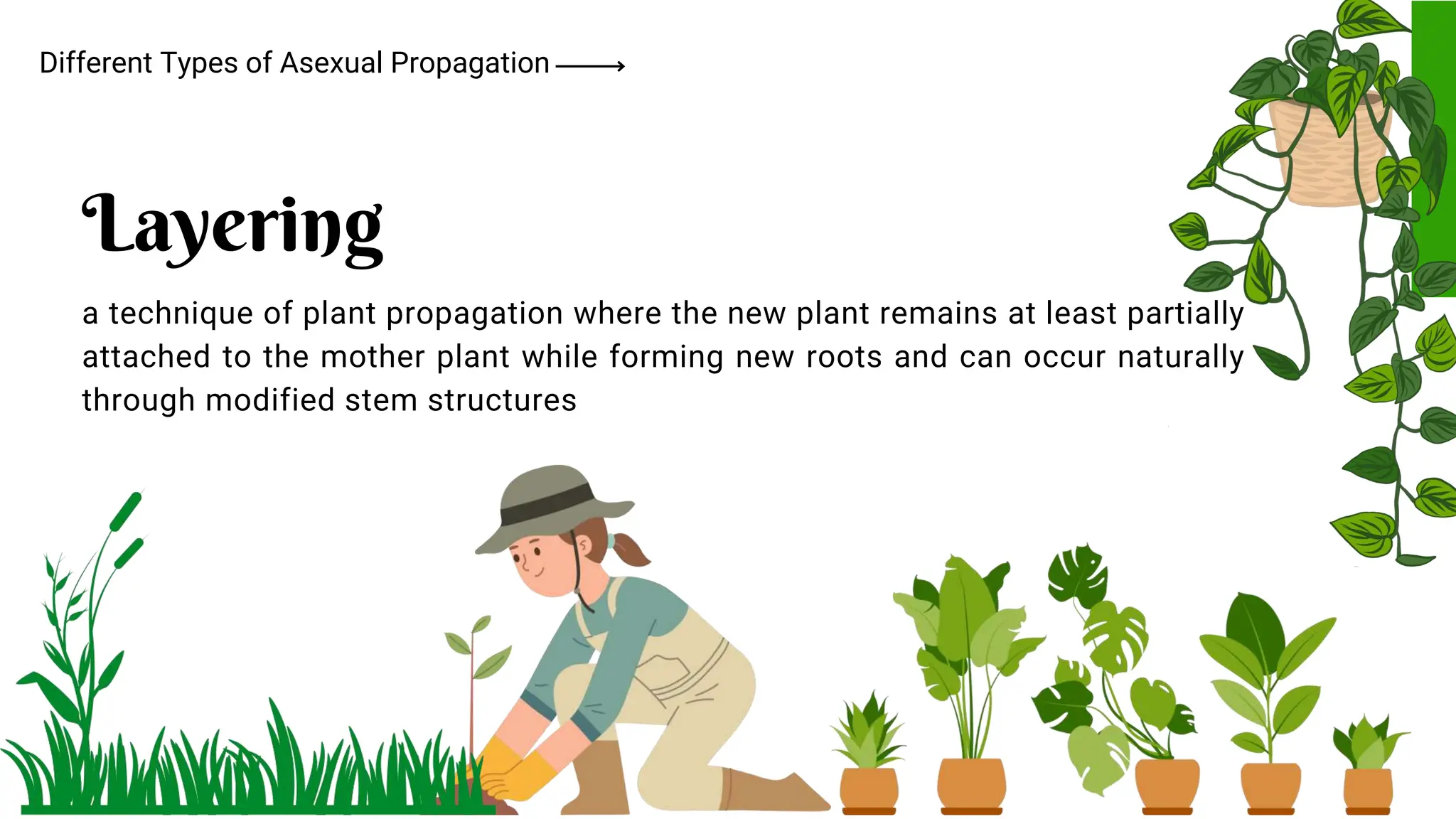 Propagating Trees & Fruit-Bearing Trees.pptx