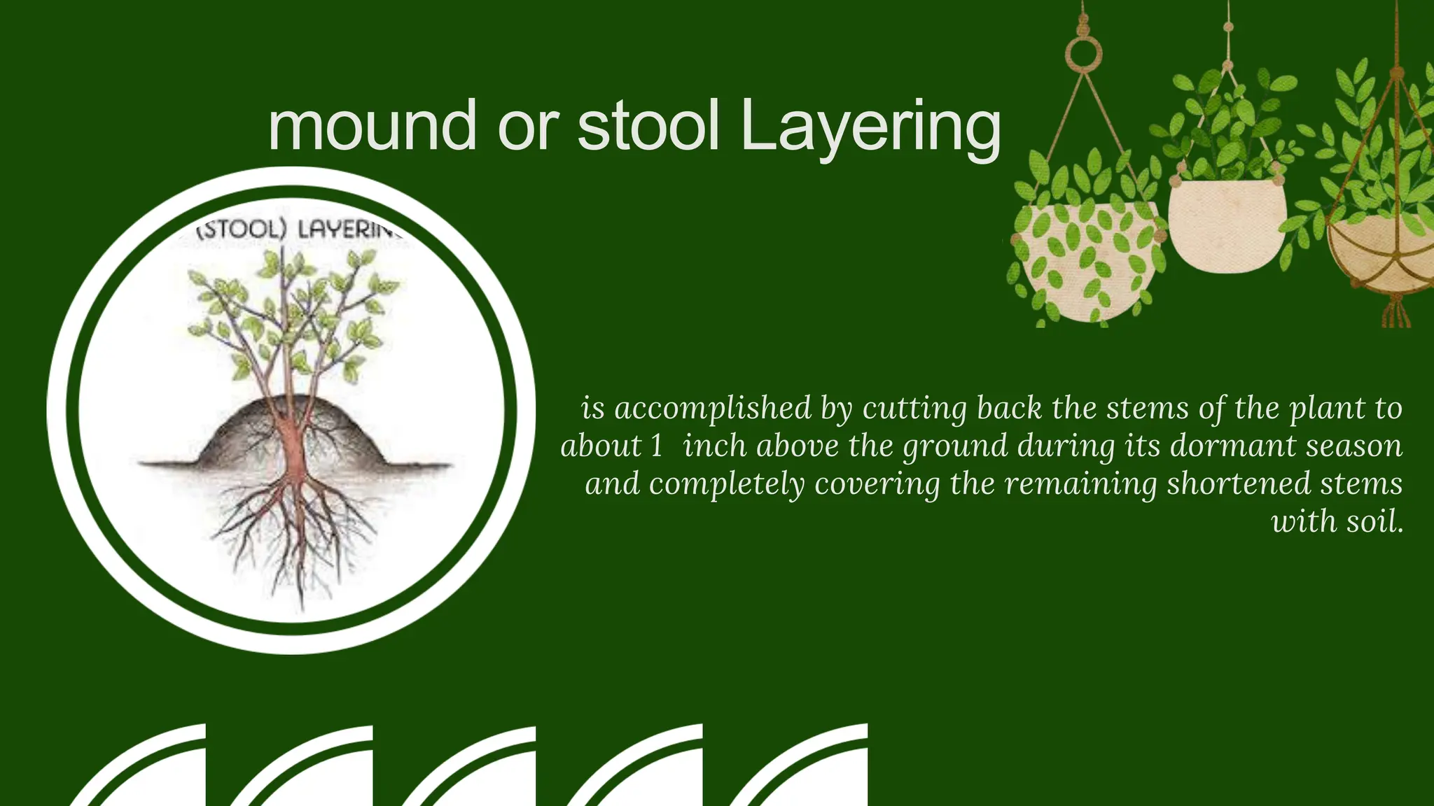 Propagating Trees & Fruit-Bearing Trees.pptx