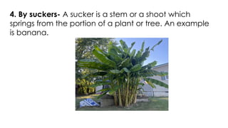 TLE Plant Propagation Asexual and Sexual .pptx