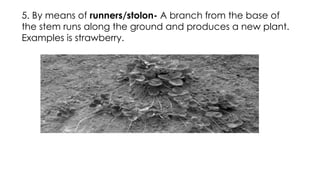 TLE Plant Propagation Asexual and Sexual .pptx