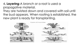 TLE Plant Propagation Asexual and Sexual .pptx