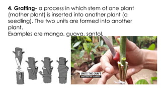 TLE Plant Propagation Asexual and Sexual .pptx