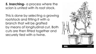 TLE Plant Propagation Asexual and Sexual .pptx