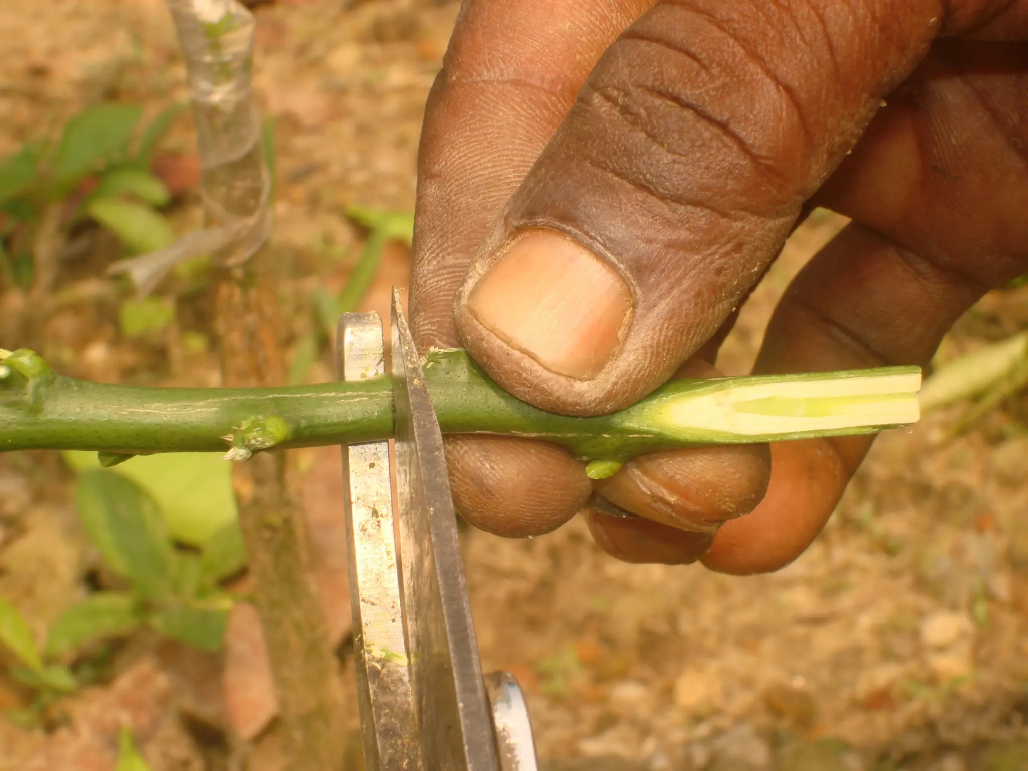 Citrus Propagation techniques practized.ppt