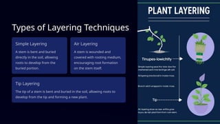 Propagation-of-Layering-in-Plants.pptx... | PPT