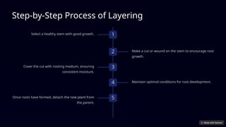 Propagation-of-Layering-in-Plants.pptx... | PPT