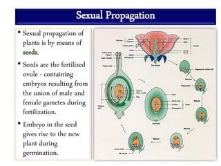 Propagation - Sexual propagation and dormancy.pdf
