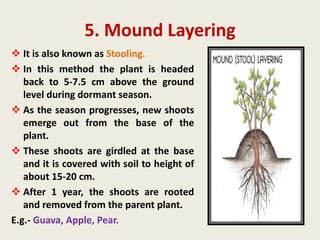 Propagation-technique-of-Layring-Grafting-1.pdf