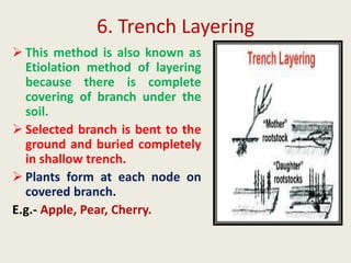Propagation-technique-of-Layring-Grafting-1.pdf