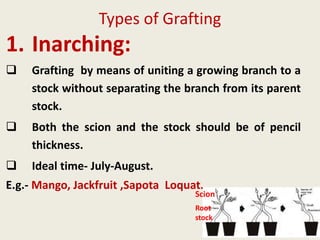 Propagation-technique-of-Layring-Grafting-1.pdf