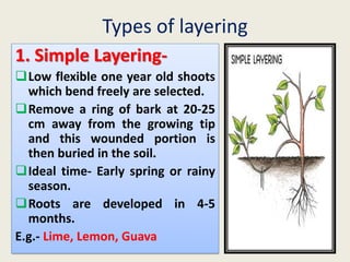 Propagation-technique-of-Layring-Grafting-1.pdf