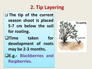 Propagation-technique-of-Layring-Grafting-1.pdf