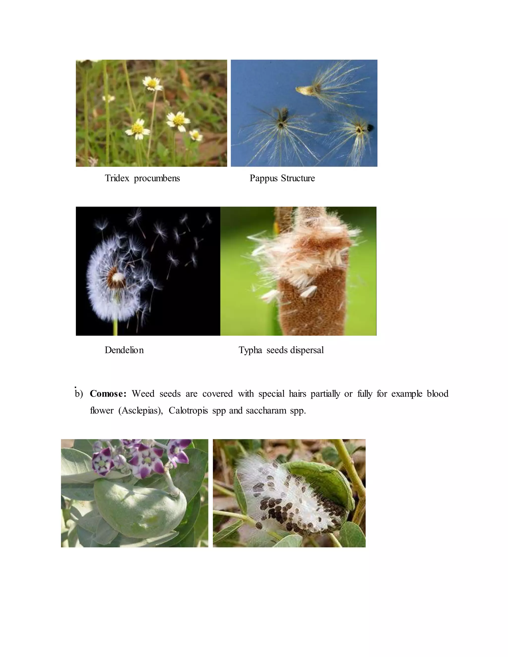 Propagation and Dissemination of weeds | DOCX