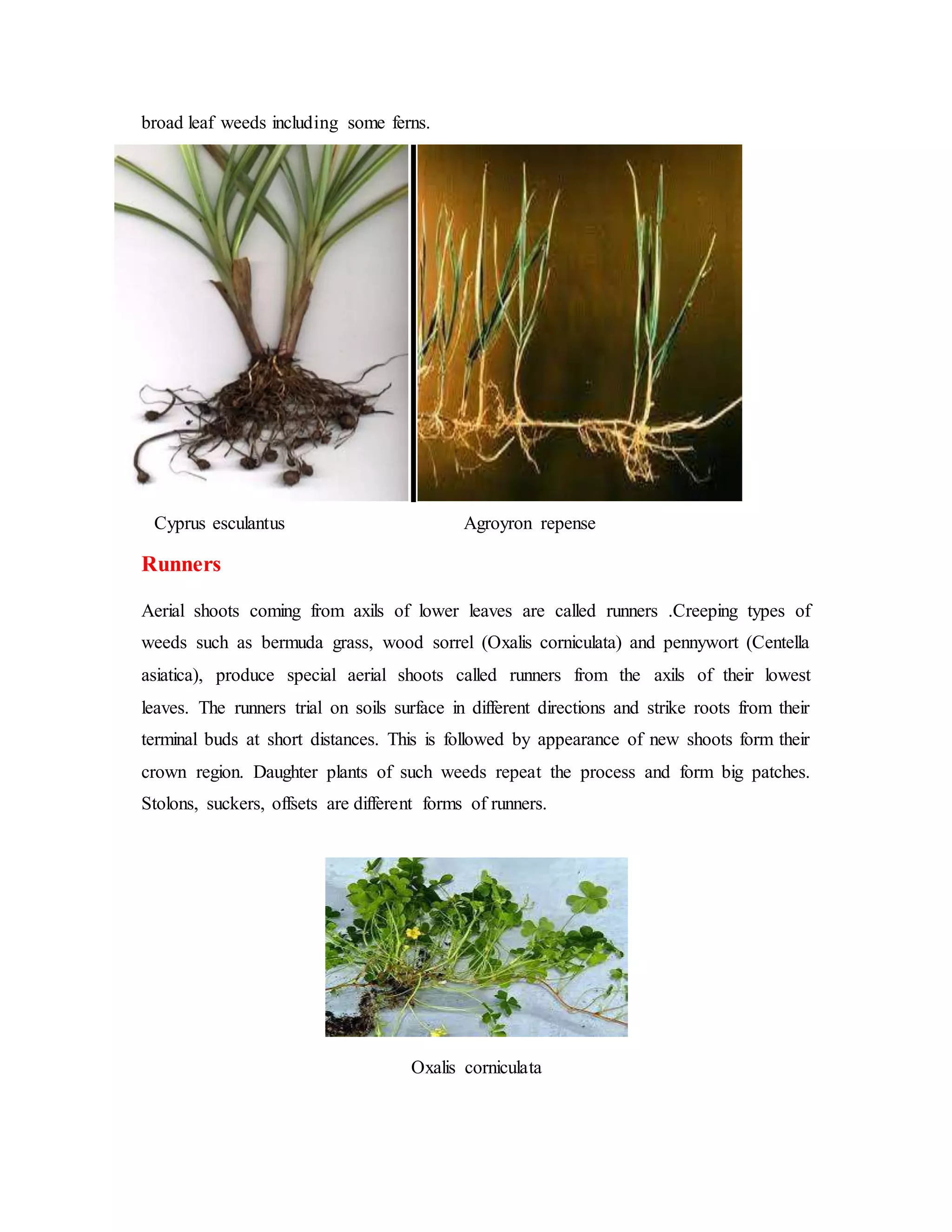Propagation and Dissemination of weeds | DOCX