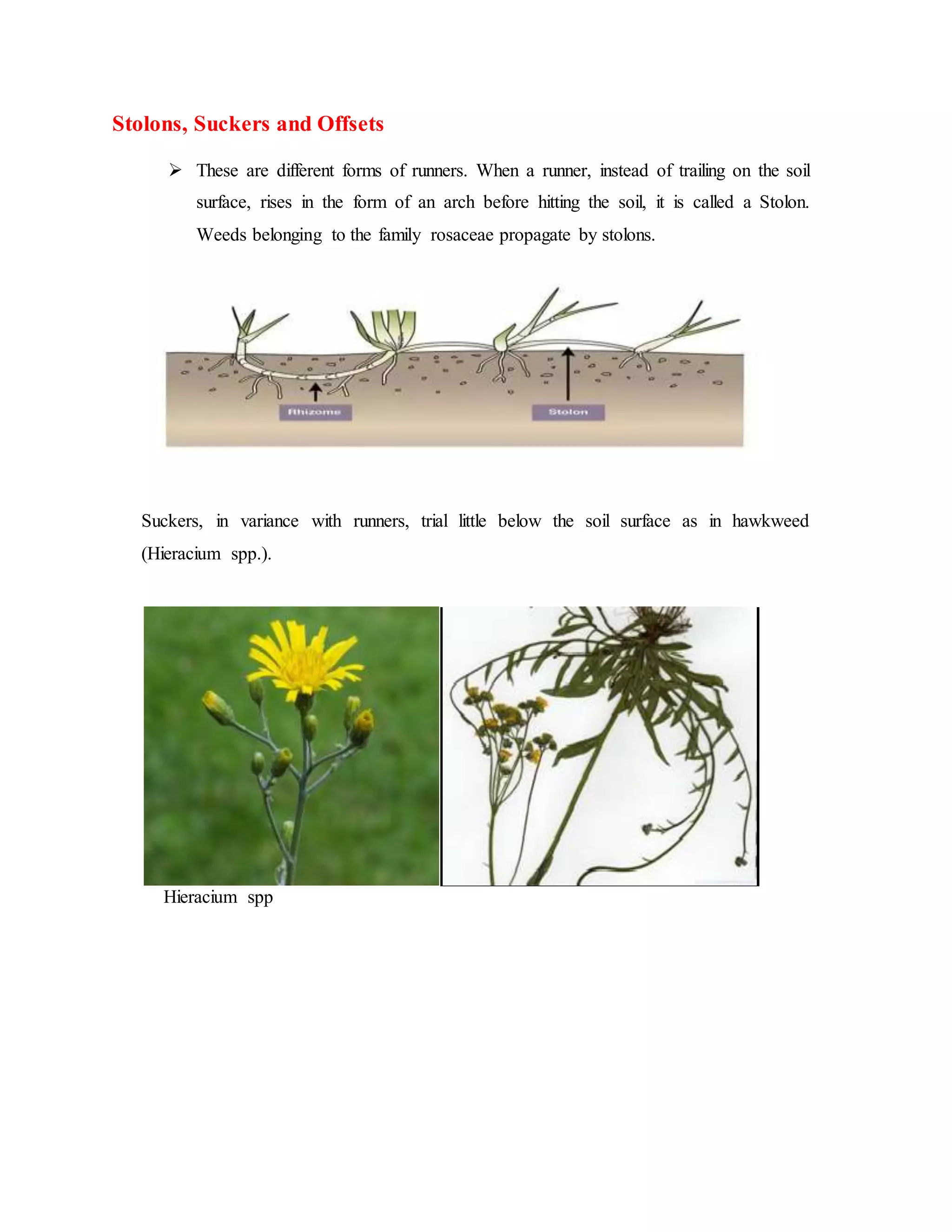 Propagation and Dissemination of weeds | DOCX
