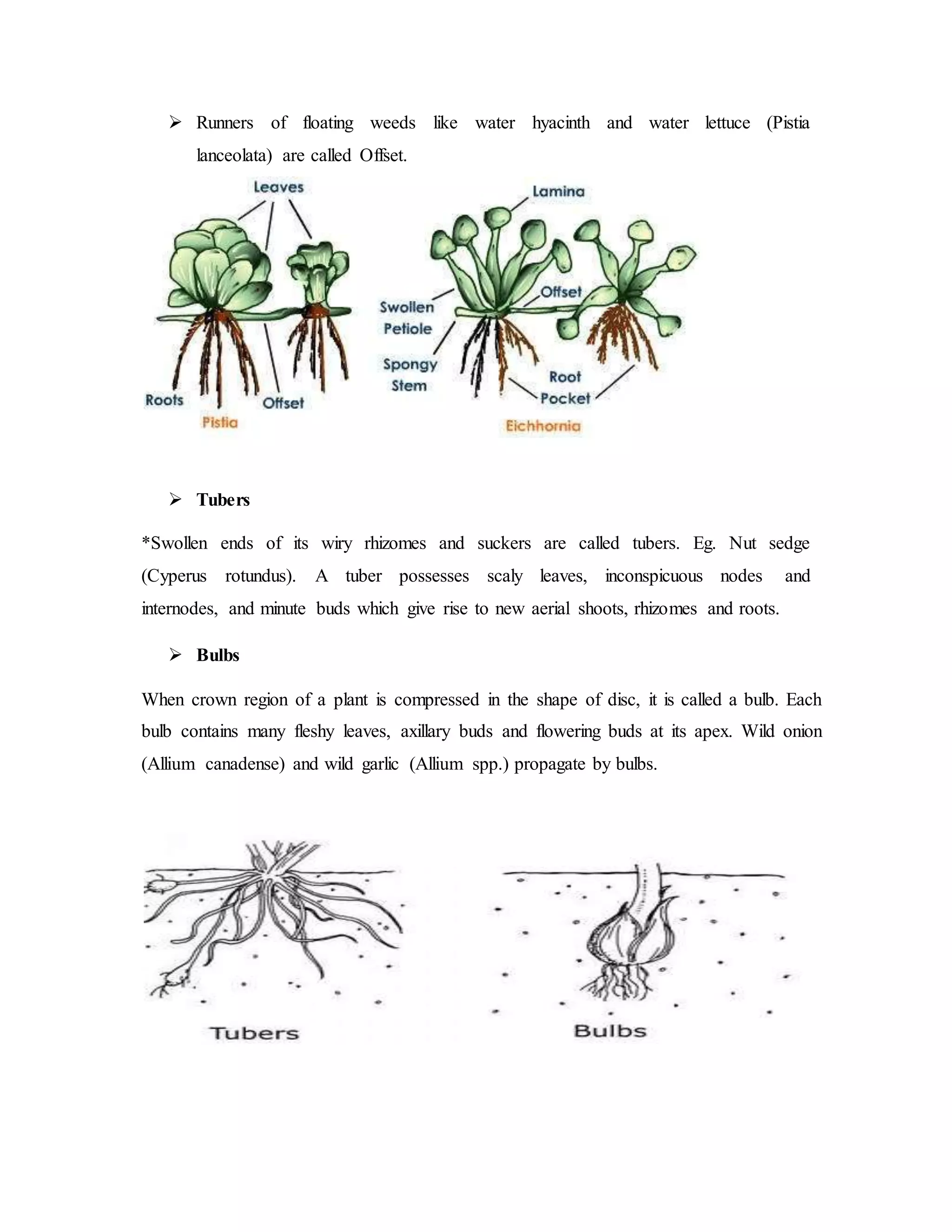 Propagation and Dissemination of weeds | DOCX
