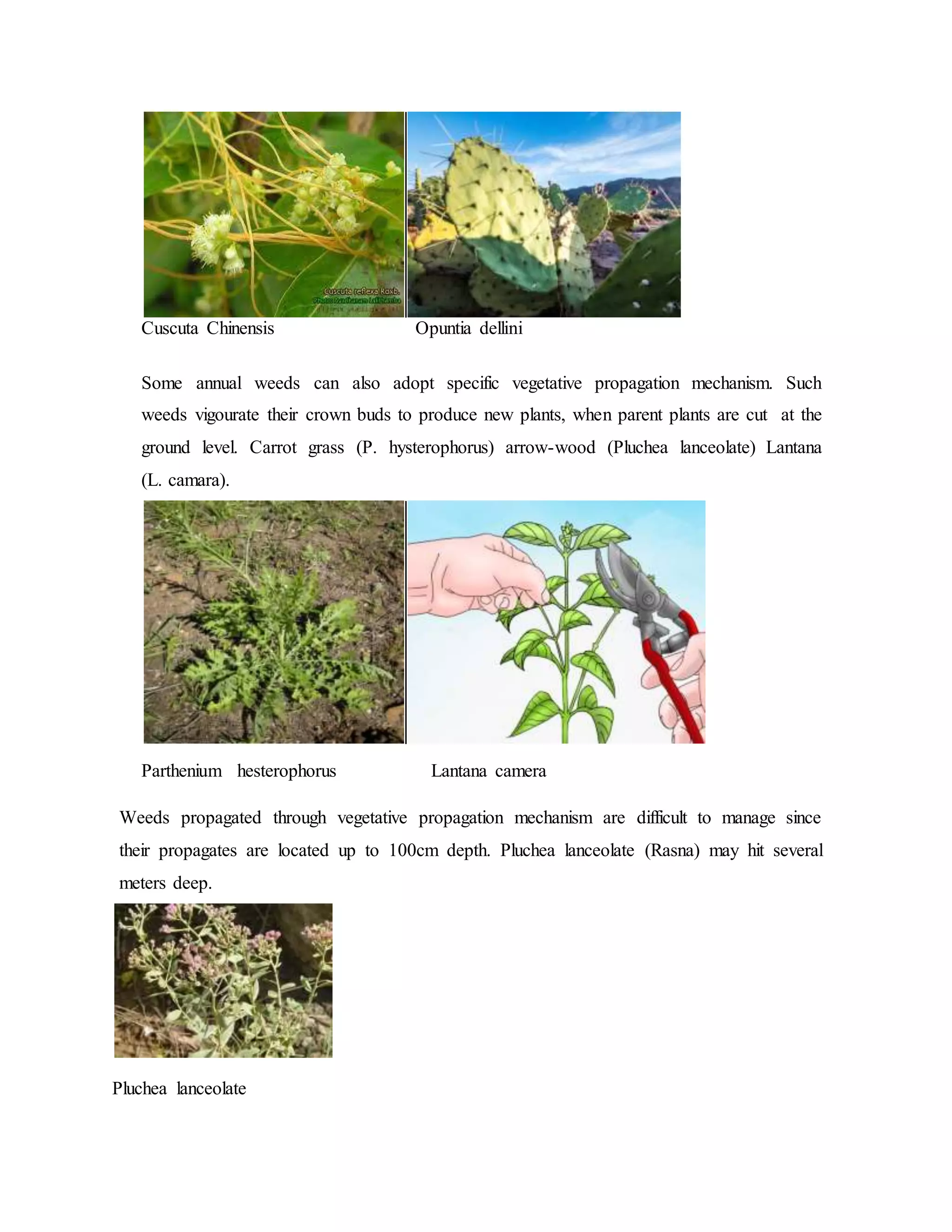 Propagation and Dissemination of weeds | DOCX