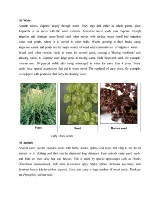 Propagation and Dissemination of weeds | DOCX