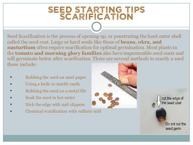 Propagation I: Starting Crops from Seeds | PDF