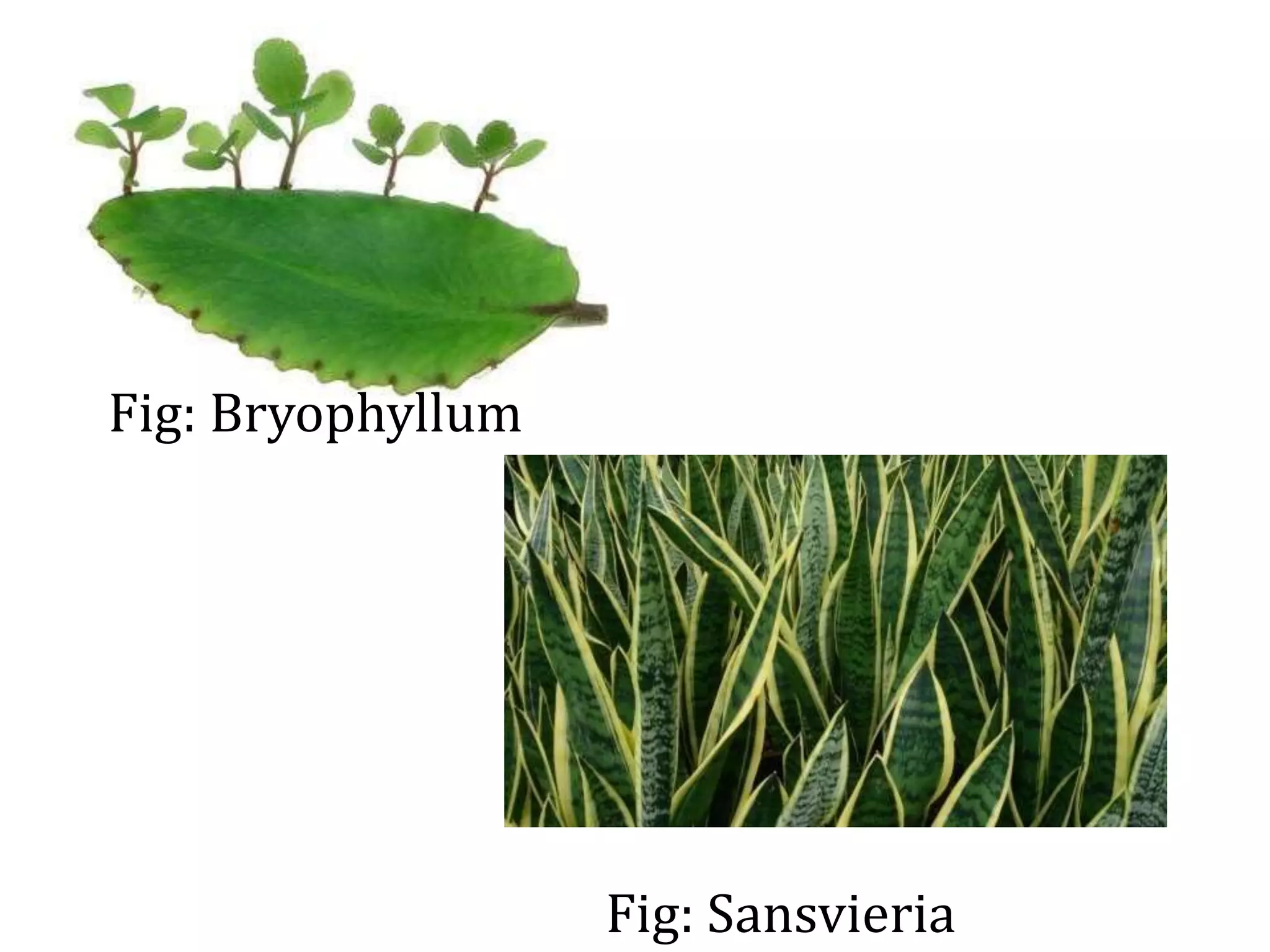 PROPAGATION_METHODS.pptx