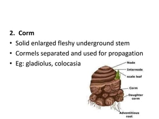 PROPAGATION_METHODS.pptx | Infertility | Reproductive Health