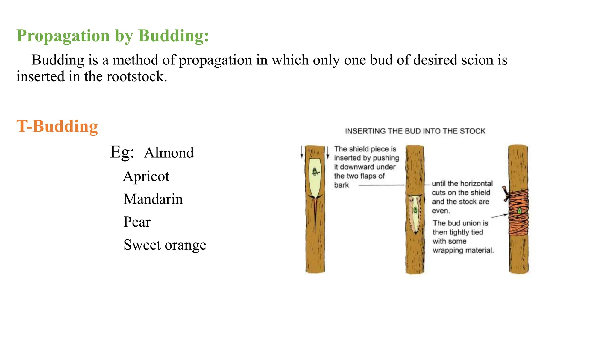 Propagation Methods In Fruits Crops.pptx