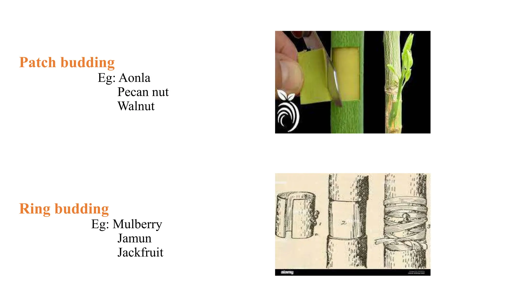 Propagation Methods In Fruits Crops.pptx