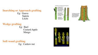 Propagation Methods In Fruits Crops.pptx