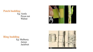 Propagation Methods In Fruits Crops.pptx