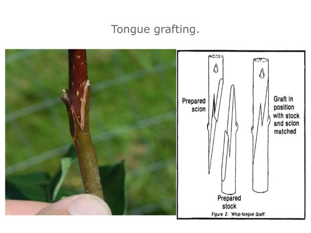 Propagation methods in plants | PPTX | Infertility | Reproductive Health