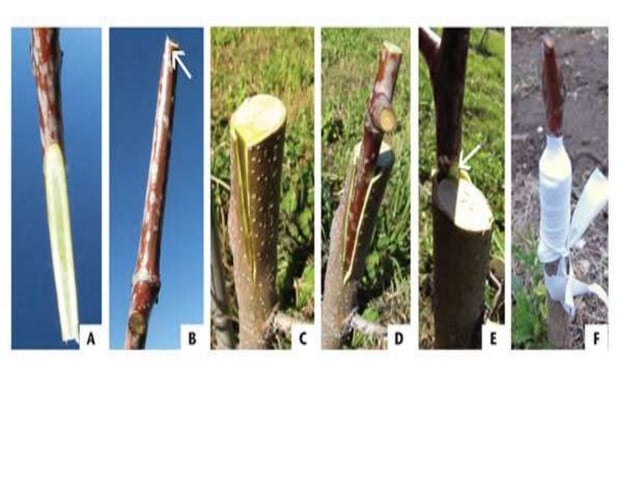 Propagation methods in plants | PPTX | Infertility | Reproductive Health