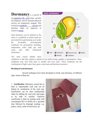 Propagation n dormancy | PDF