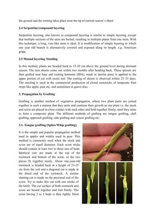 Propagation n dormancy | PDF