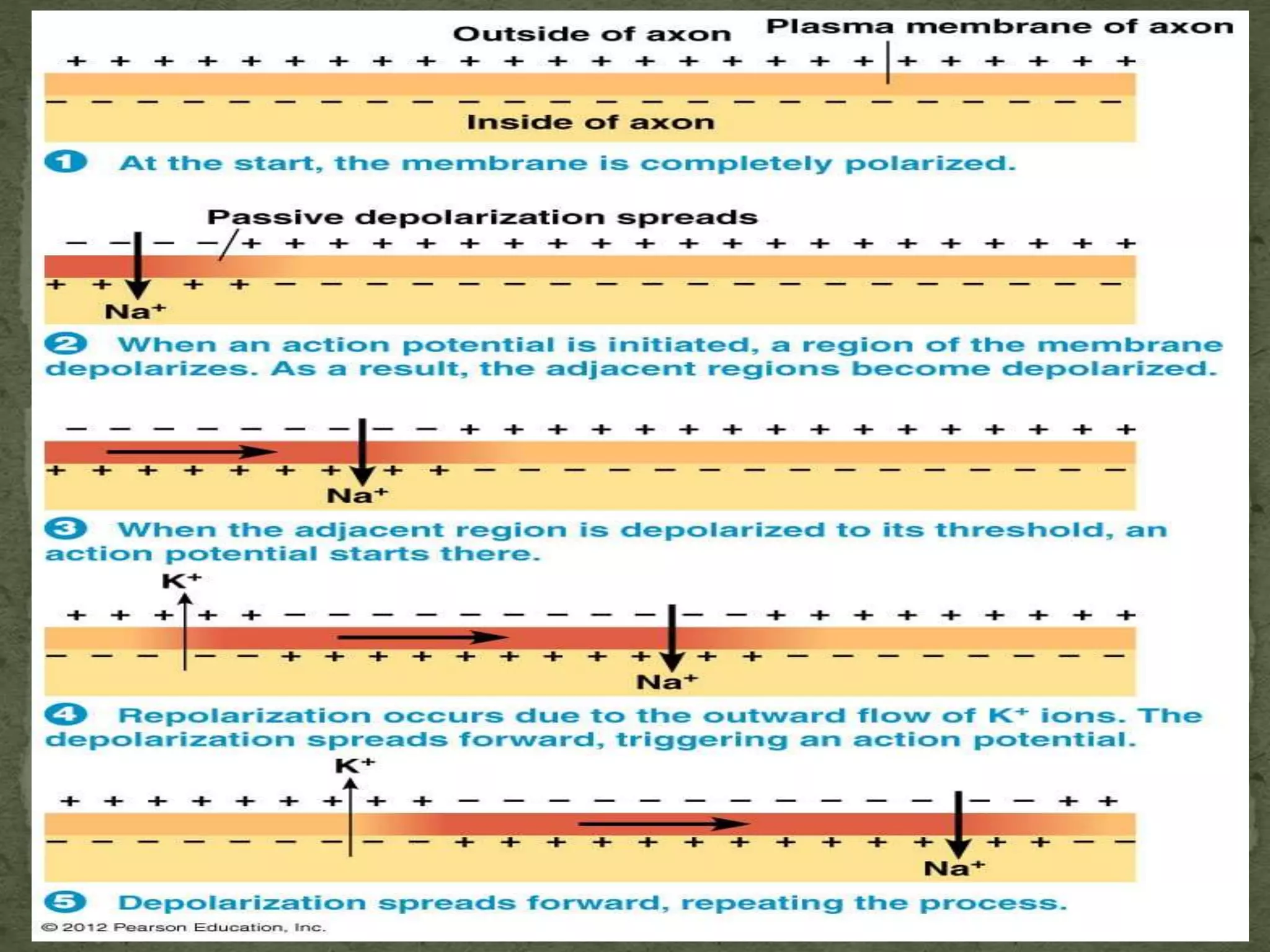 Propagation of action potential | PPTX