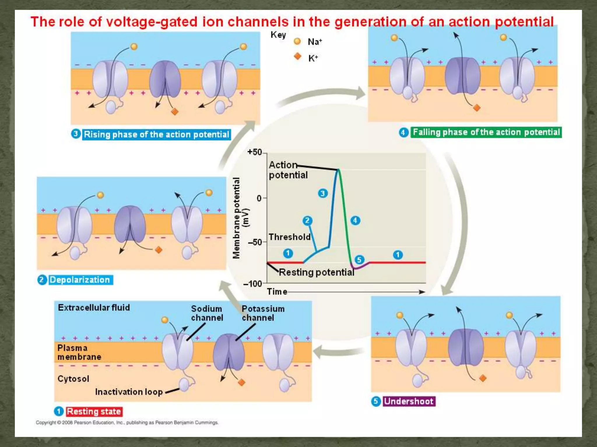 Propagation of action potential | PPTX